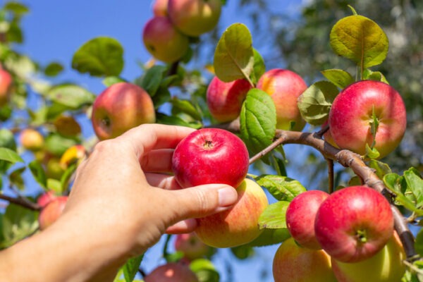 Where To Go Lexington Apple Picking - Bluegrass Extended Stay